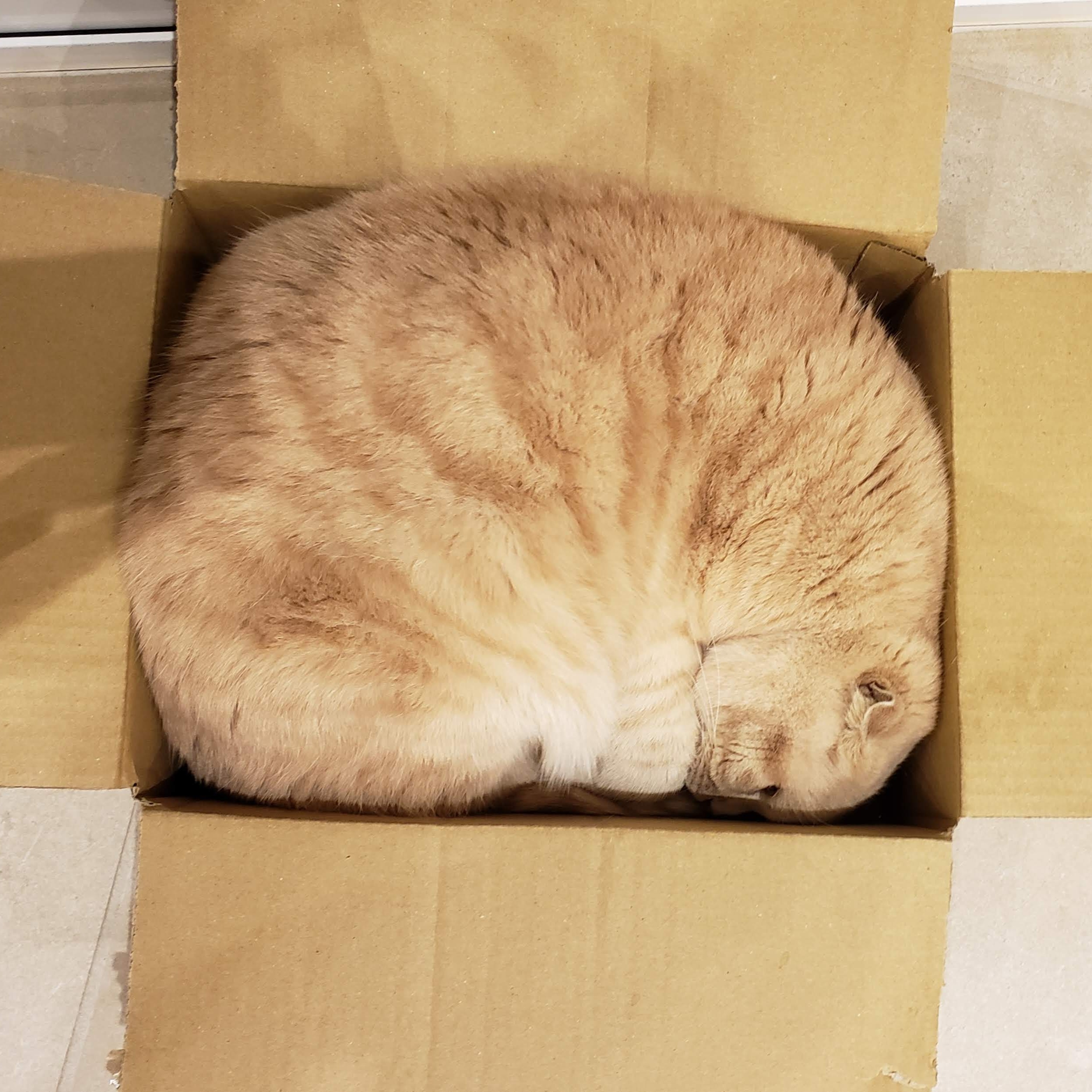 rose_thorn_d - Social - ManyVids