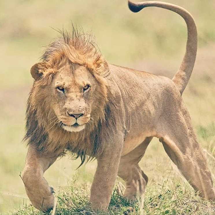 enzo31 - Social - ManyVids